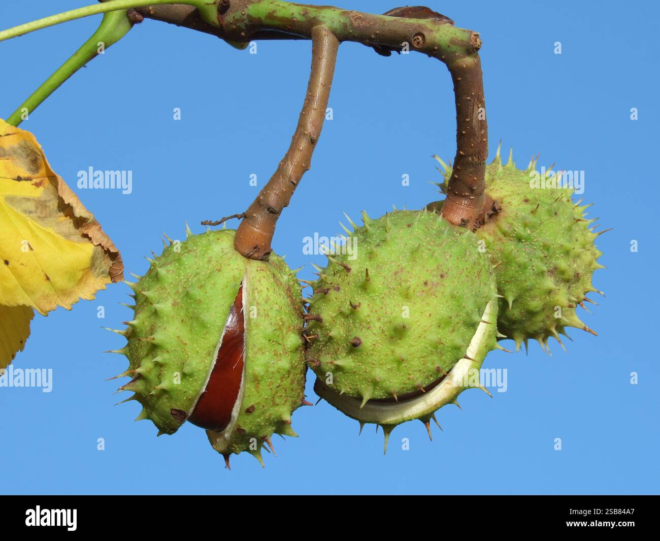 chestnut tree and some parts of it Stock Photo - Alamy