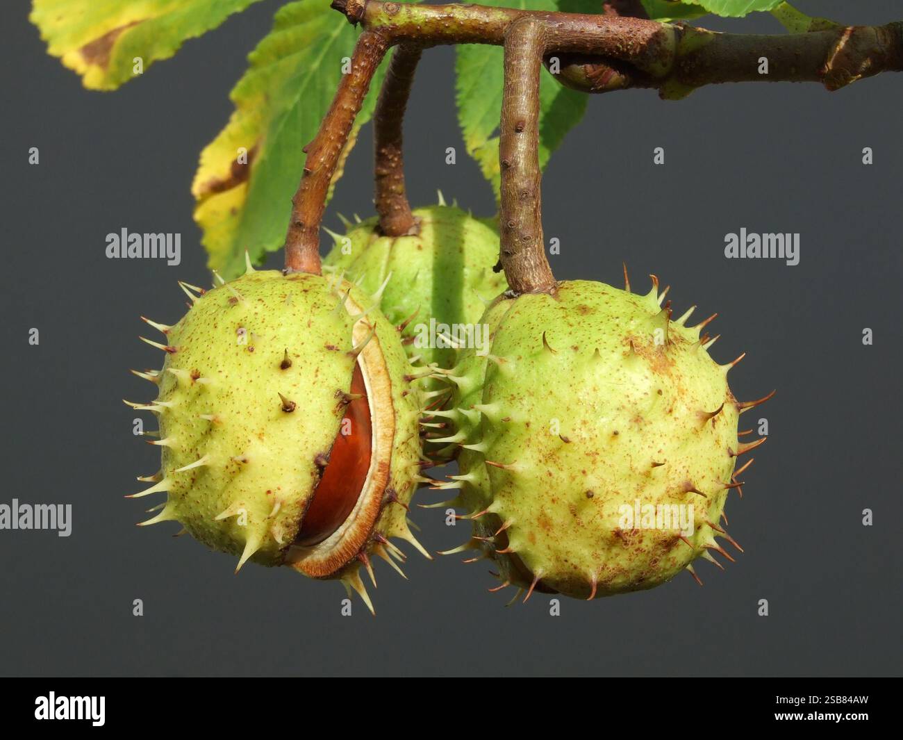 chestnut tree and some parts of it Stock Photo - Alamy