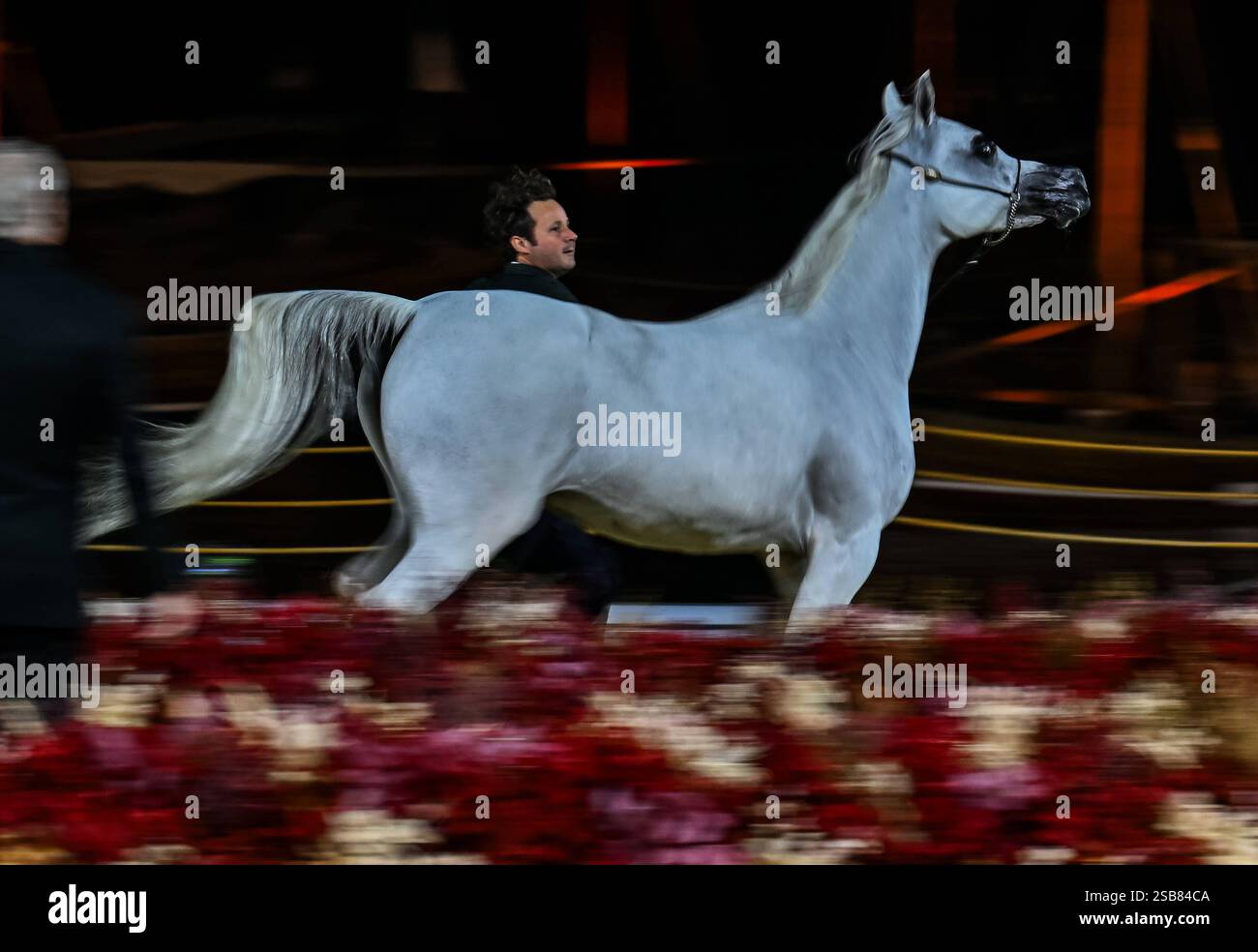 KATARA INTERNATIONAL ARABIAN HORSE FESTIVAL KIAHF 2025 Lujina, Owned By ...
