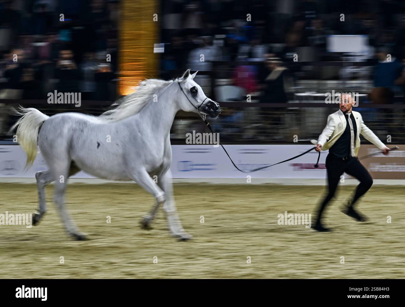 KATARA INTERNATIONAL ARABIAN HORSE FESTIVAL KIAHF 2025 Shaikha Al Danat ...
