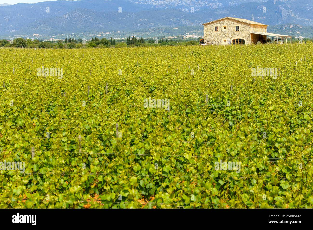 Macia Batle Vineyards, Binissalem, Mallorca, Balearic Islands, Spain ...