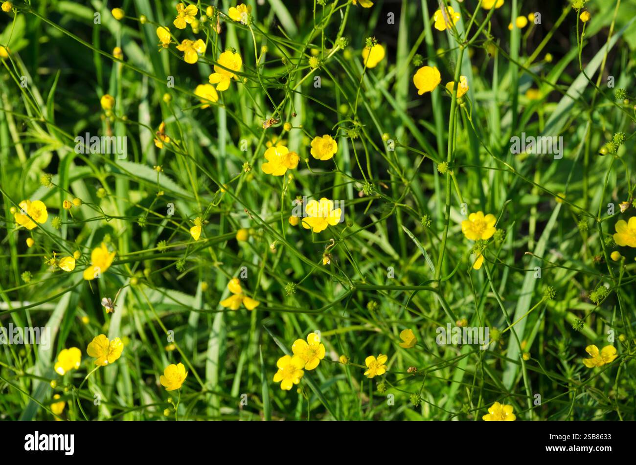 Yellow Oxalis pes-caprae, Bermuda buttercup or African wood-sorrel ...