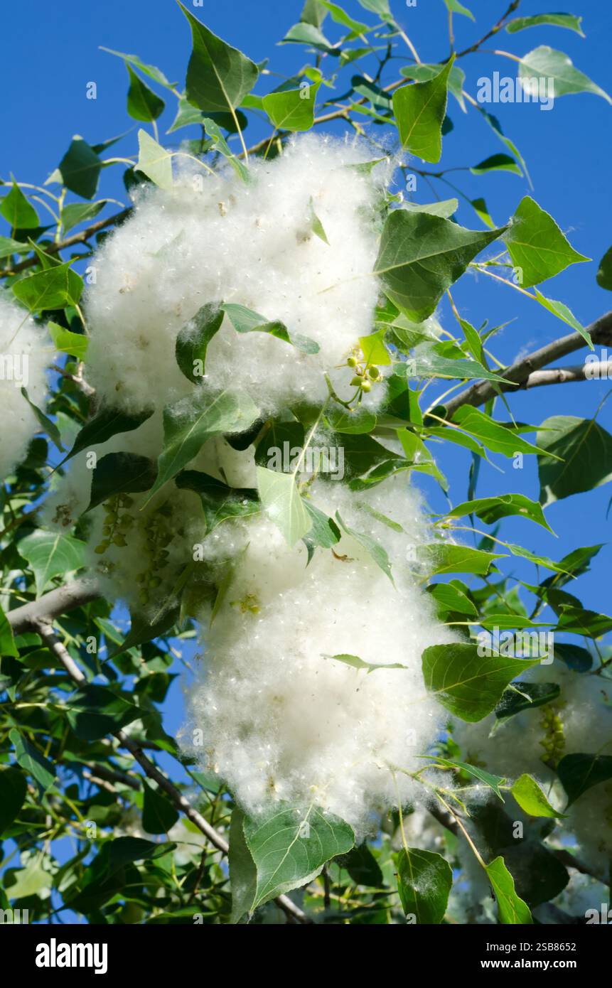 Poplar fluff blooms in a big city. Poplar flowering season Stock Photo ...