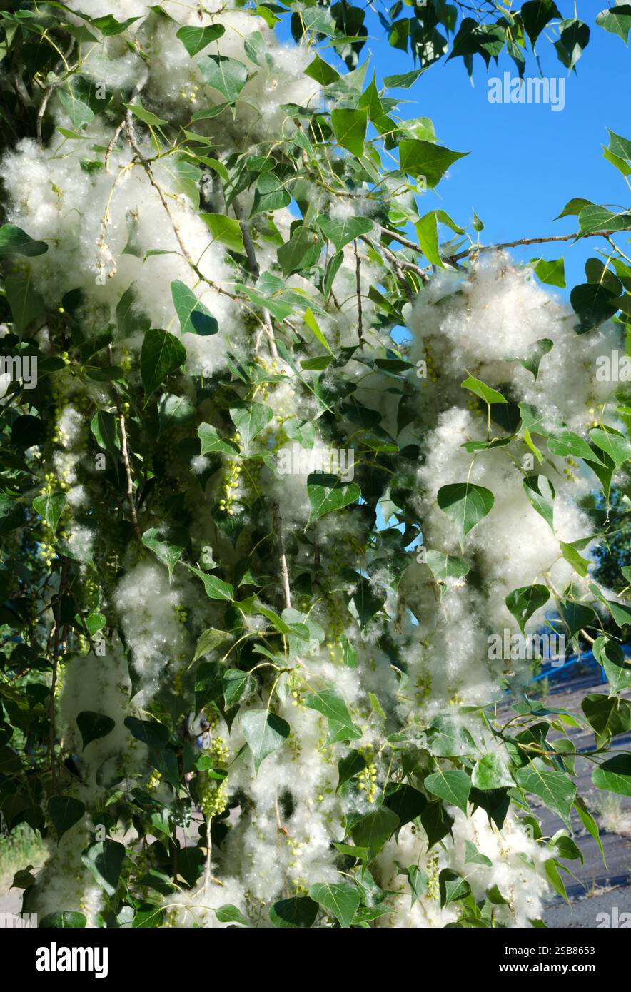 Poplar fluff blooms in a big city. Poplar flowering season. Allergy ...