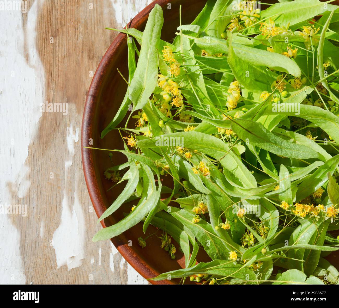 Lime tea. Dried linden for brewing tea on a ceramic plate background ...