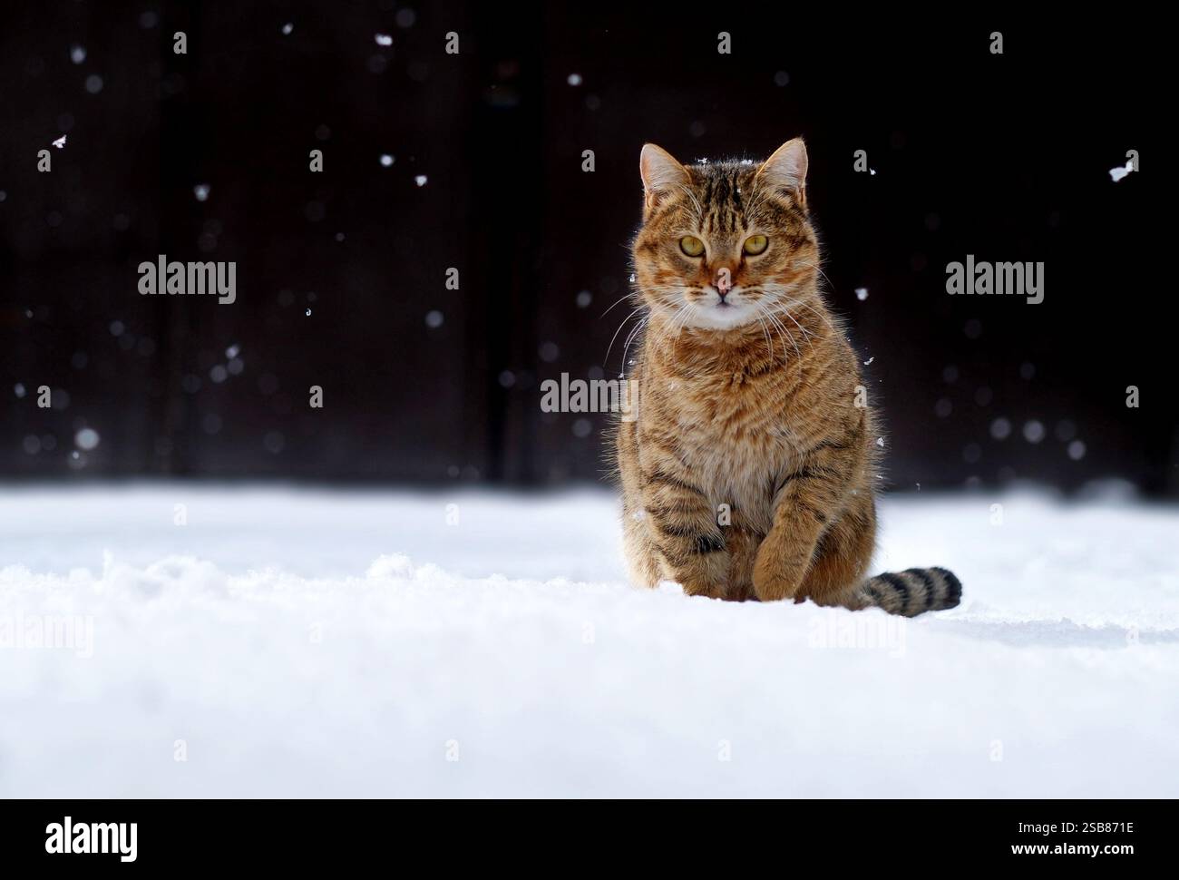 Portrait of a cute cat during a snowfall. Cute Cat Wallpaper Stock ...
