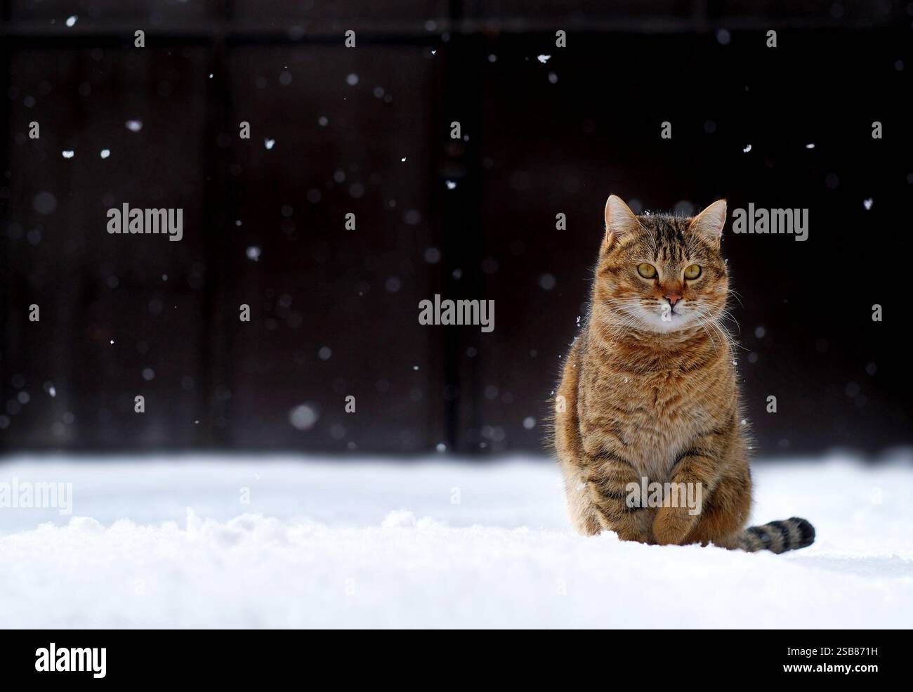 Portrait of a cute cat during a snowfall. Cute Cat Wallpaper Stock ...