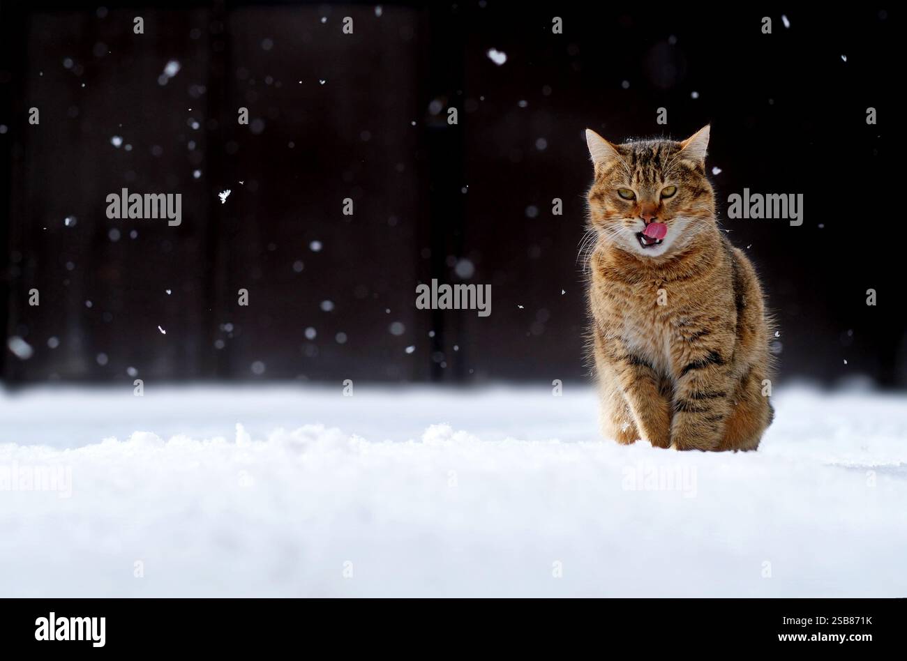 Portrait of a cute cat during a snowfall. Cute Cat Wallpaper Stock ...