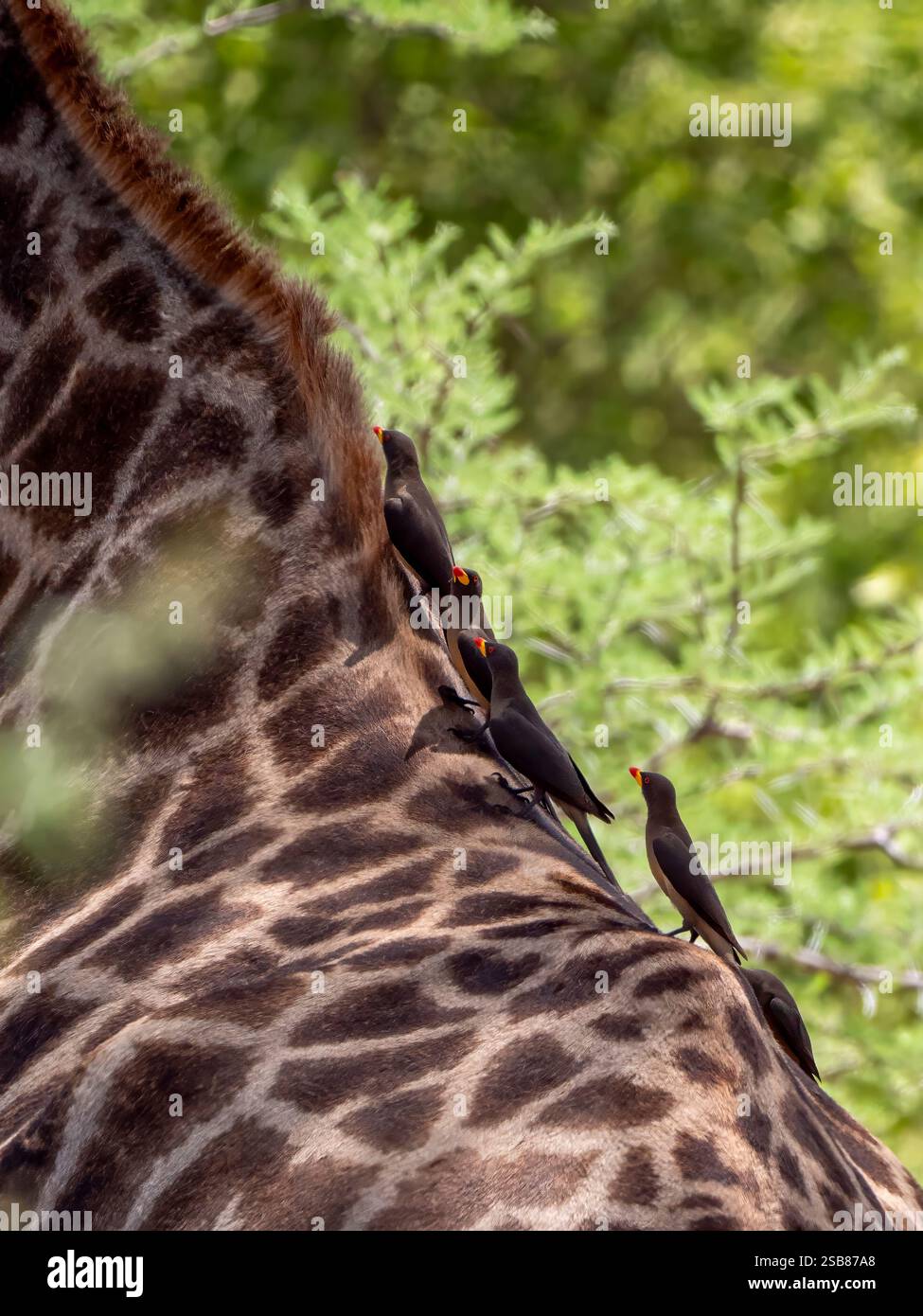 Yellow-billed oxpecker (Buphagus africanus) on a southern giraffe ...