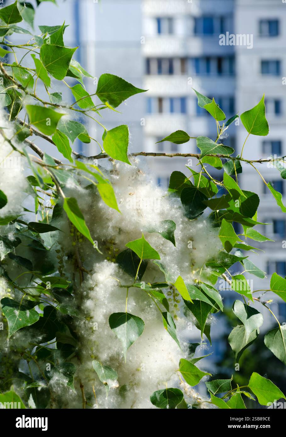Poplar fluff. Poplar blossom season against the backdrop of urban ...