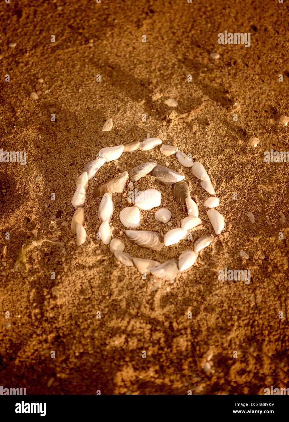 Shells laid out in a spiral lie on the sand Stock Photo - Alamy