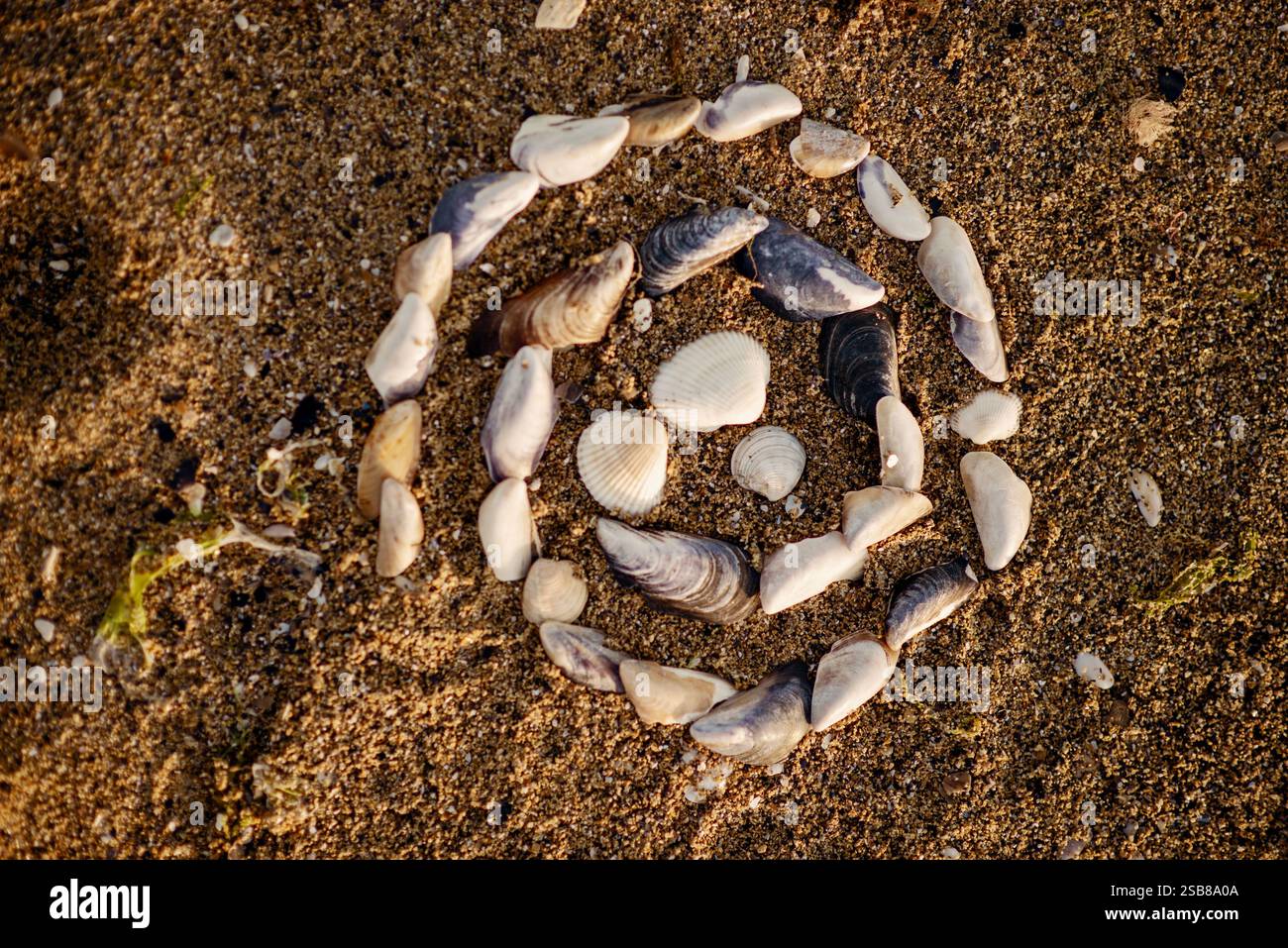 A set of shells hi-res stock photography and images - Alamy