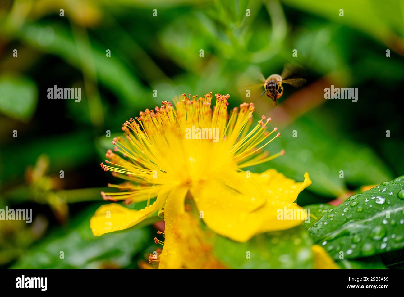 Hypericum perforatum with raindrops, commonly known as St John's wort ...