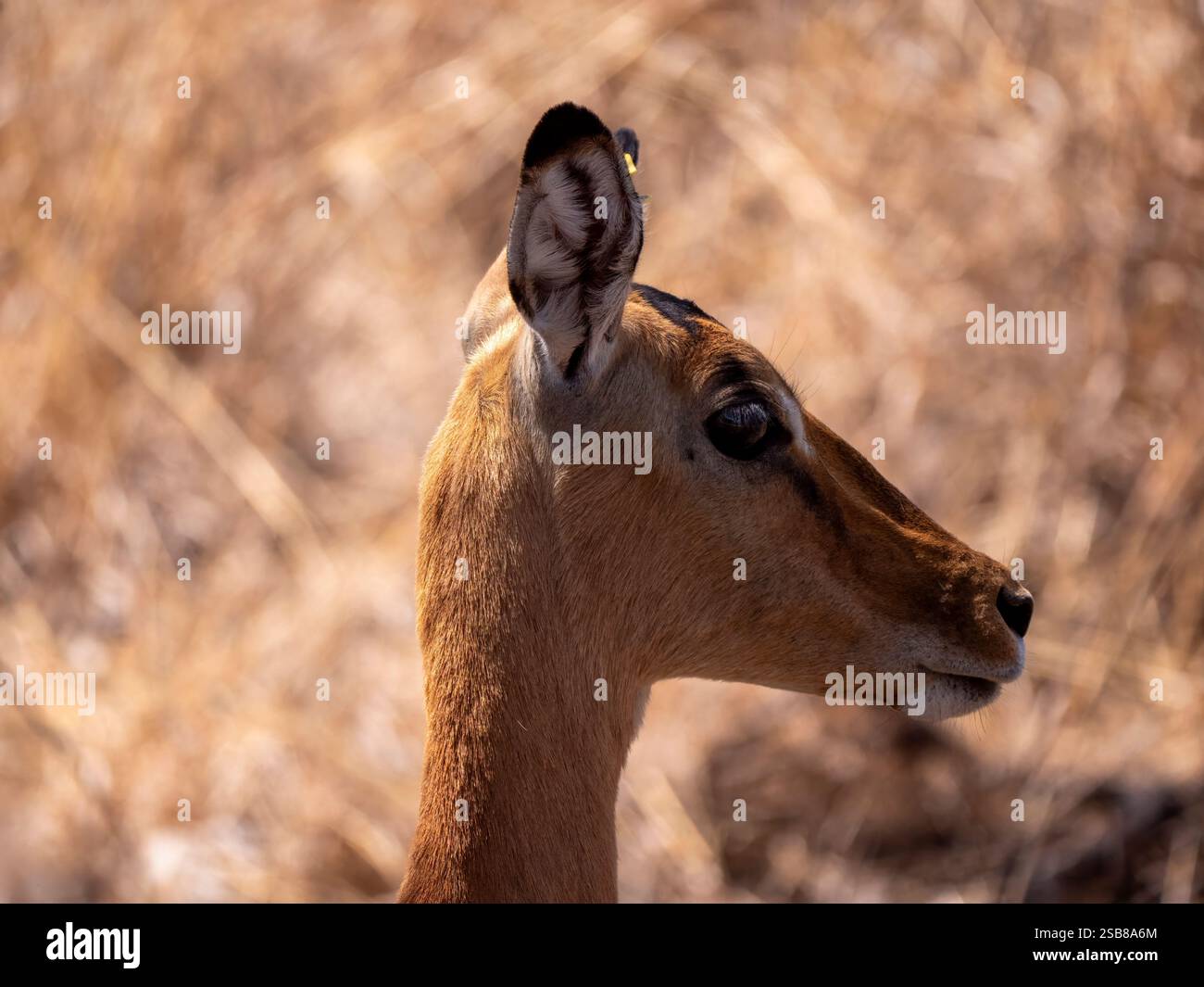 The beautiful head of a young female impala (Aepyceros melampus) in ...