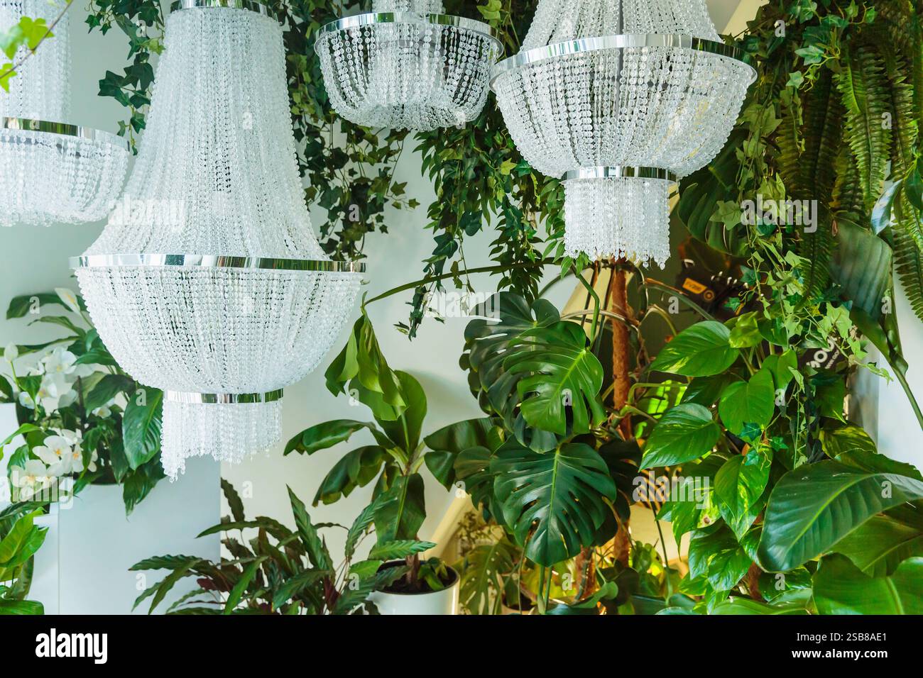 Hanging crystal chandeliers among lush green indoor plants Stock Photo ...