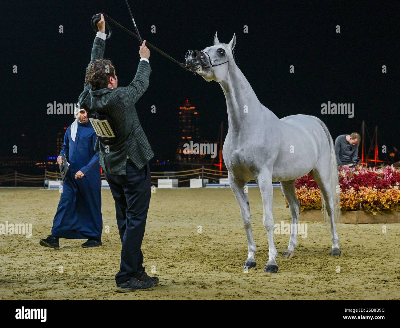 KATARA INTERNATIONAL ARABIAN HORSE FESTIVAL KIAHF 2025 Lujina, Owned By ...