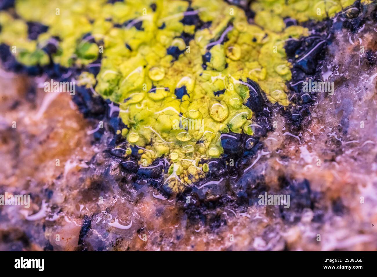 Rock surface flora hi-res stock photography and images - Alamy