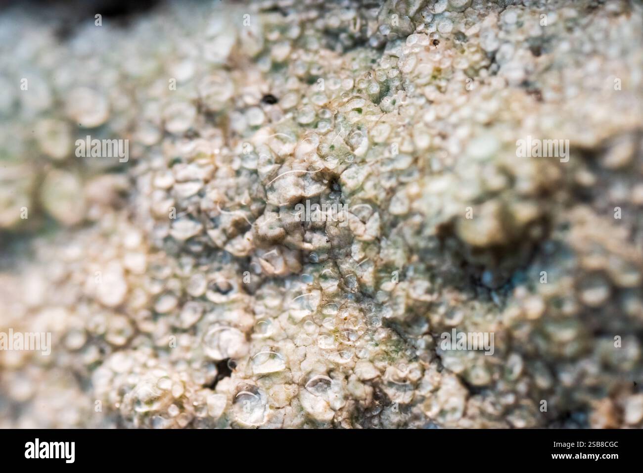 Resilience surface hi-res stock photography and images - Alamy