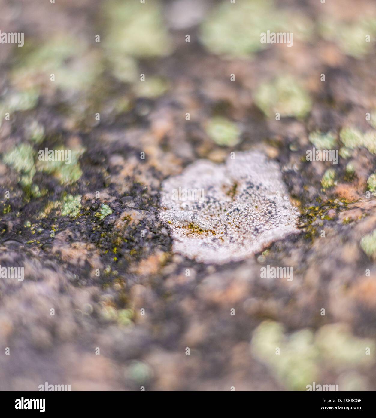 close-up of lichen growing on rock surface Stock Photo - Alamy