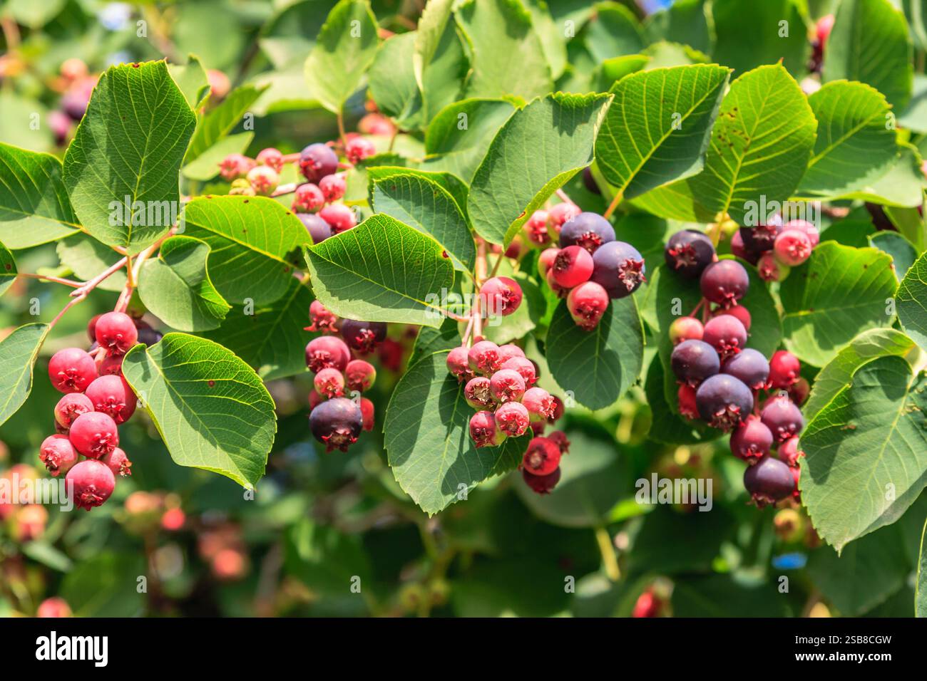 Saskatoon Berry plant and fruit Stock Photo - Alamy