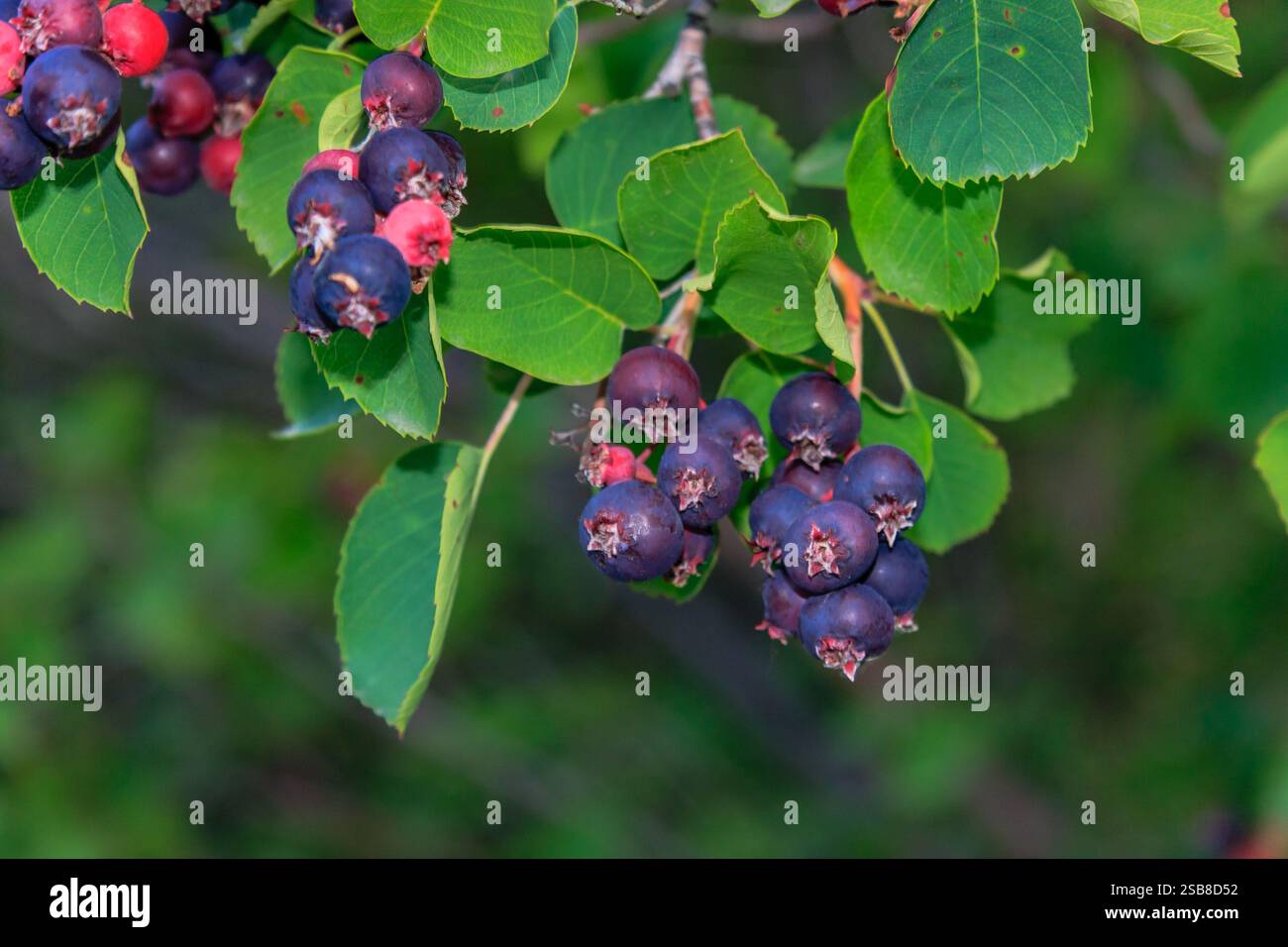 Saskatoon Berry plant and fruit Stock Photo - Alamy