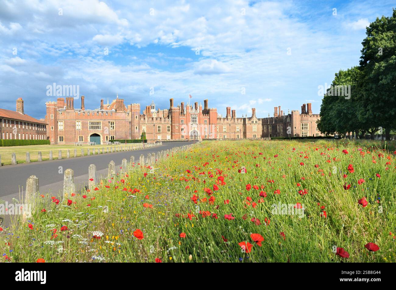 Poppies on summer meadow hi-res stock photography and images - Alamy