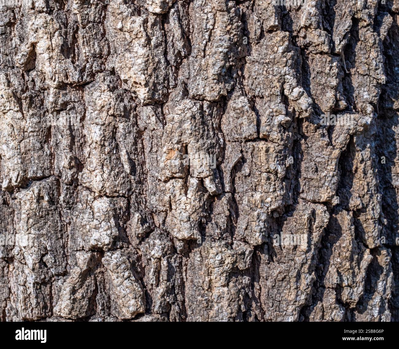 The bark of a tree is rough and textured. The bark is brown and has a ...