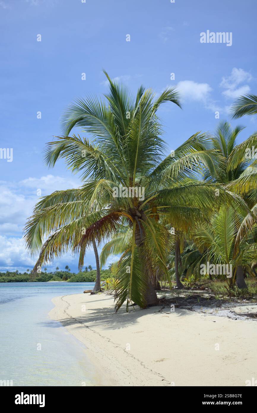 Sandy beach with palm trees in the San Blas (Kuna Yala) island group ...