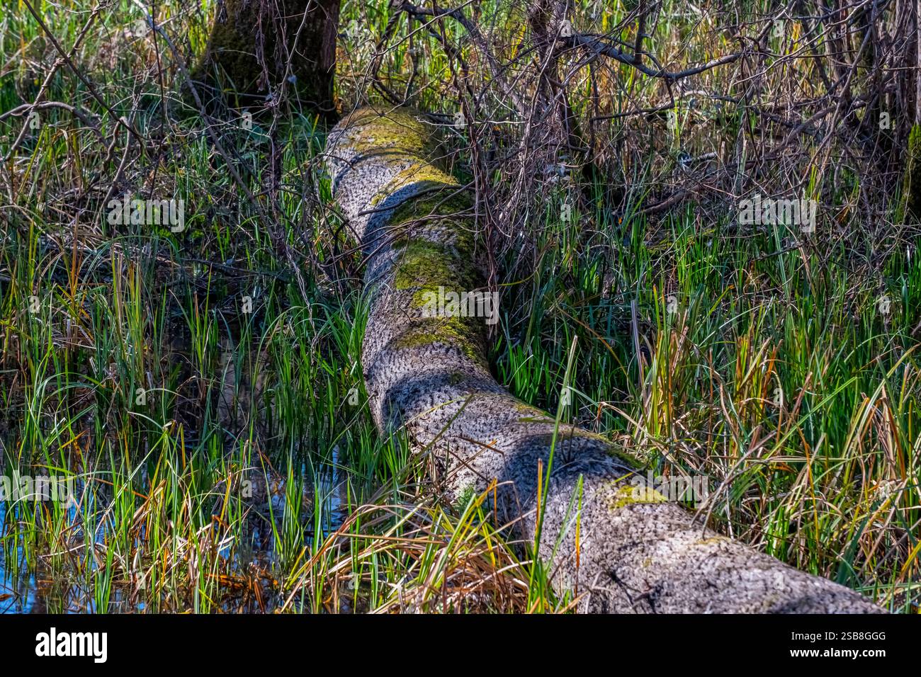 A log is laying on the ground in a field. The grass is tall and the log ...