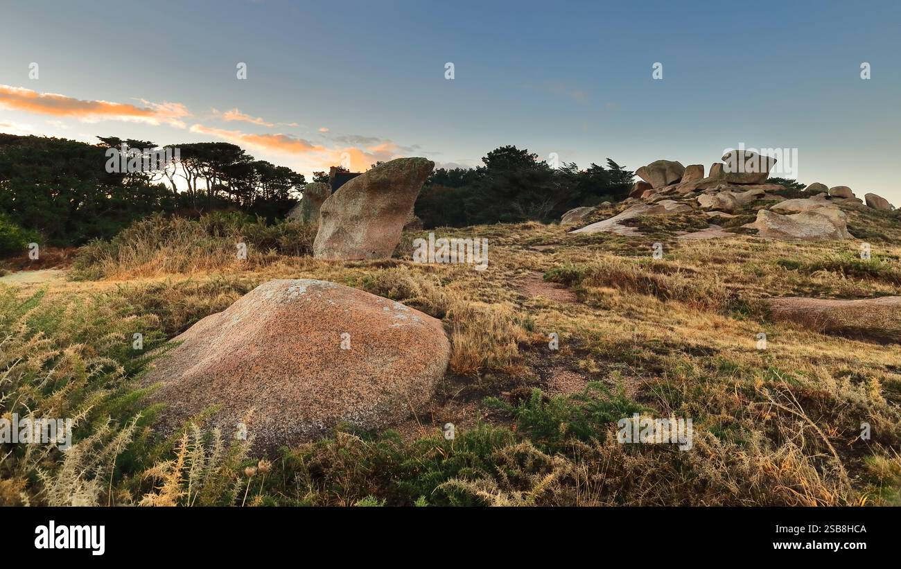 254 Pink granite rock formations on a heather, grass and conifers moor ...