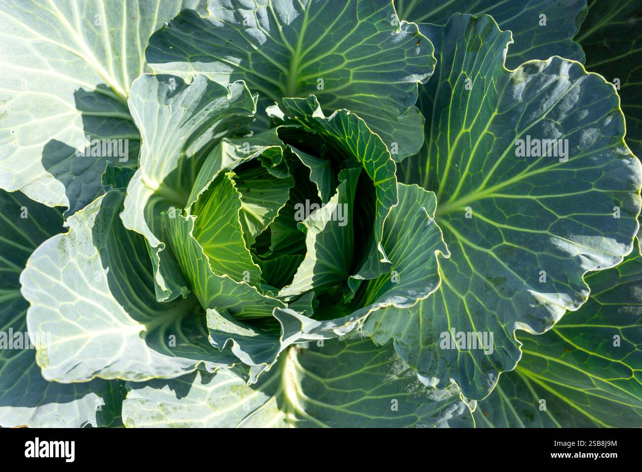 Lush green cabbage with vibrant leaves is thriving in a vegetable ...