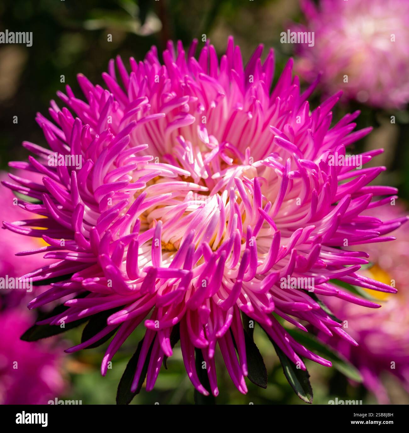 Blossom showcases intricate petal structure hi-res stock photography ...
