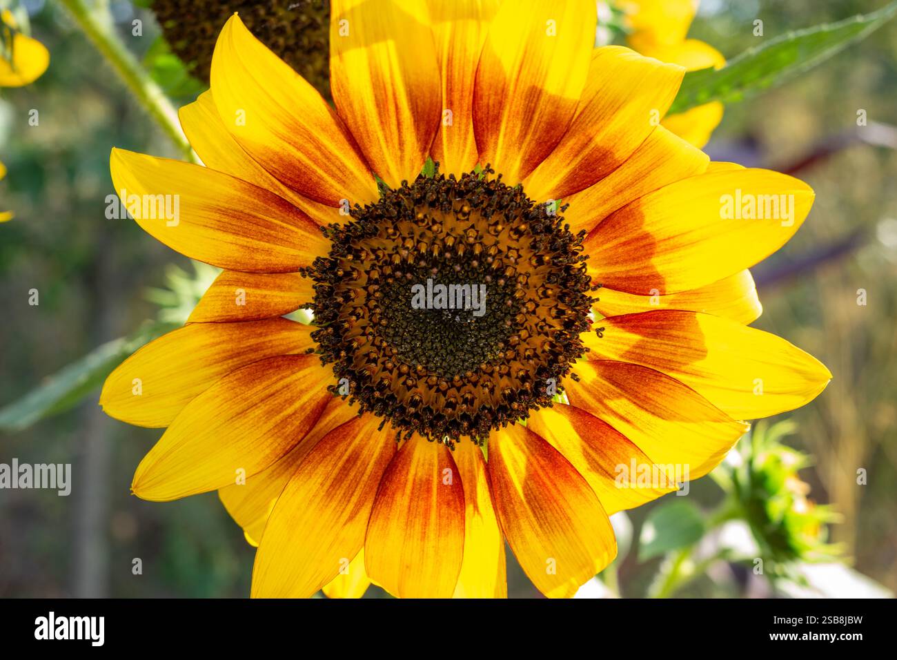 A vibrant sunflower stands tall in a lush field, showcasing its bright ...