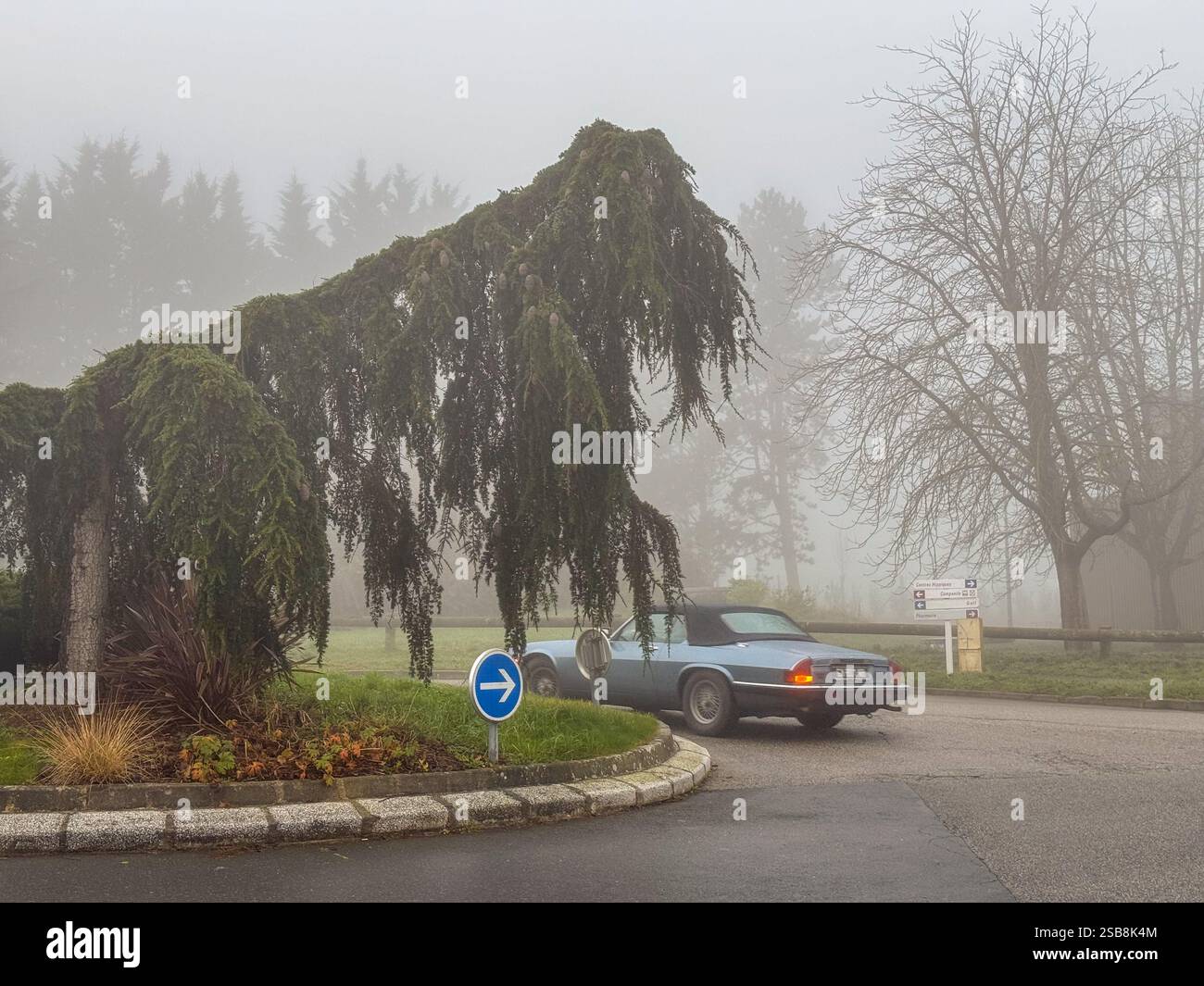 Serene road lined lush trees hi-res stock photography and images - Alamy