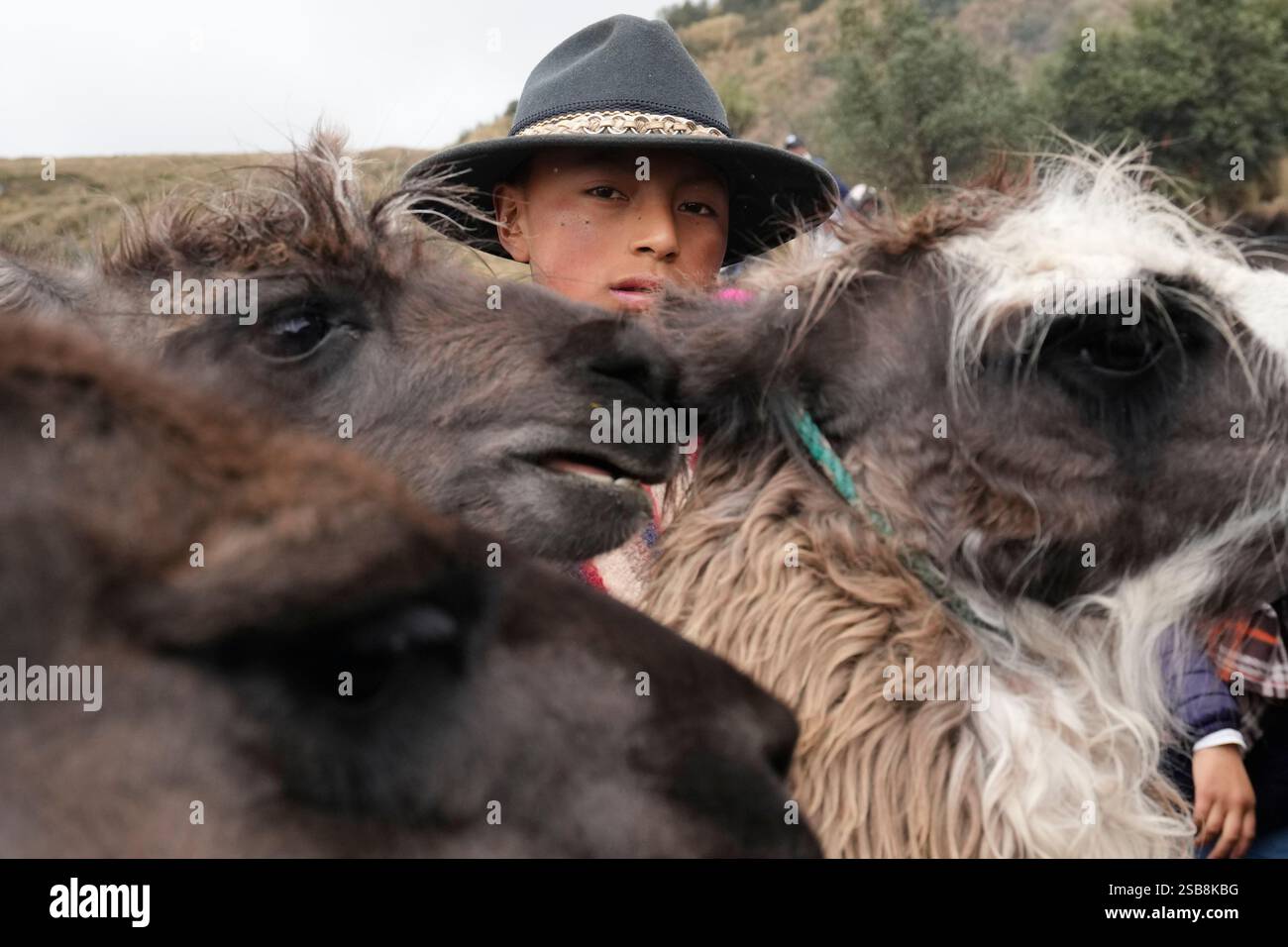 A competitor waits his turn to compete in the annual llama races that ...