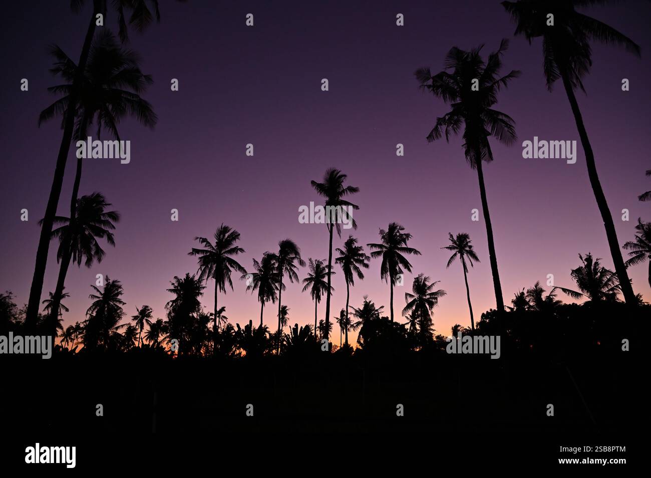 Coconut palm trees at dusk in Gili Air island, Lombok, Indonesia Stock ...