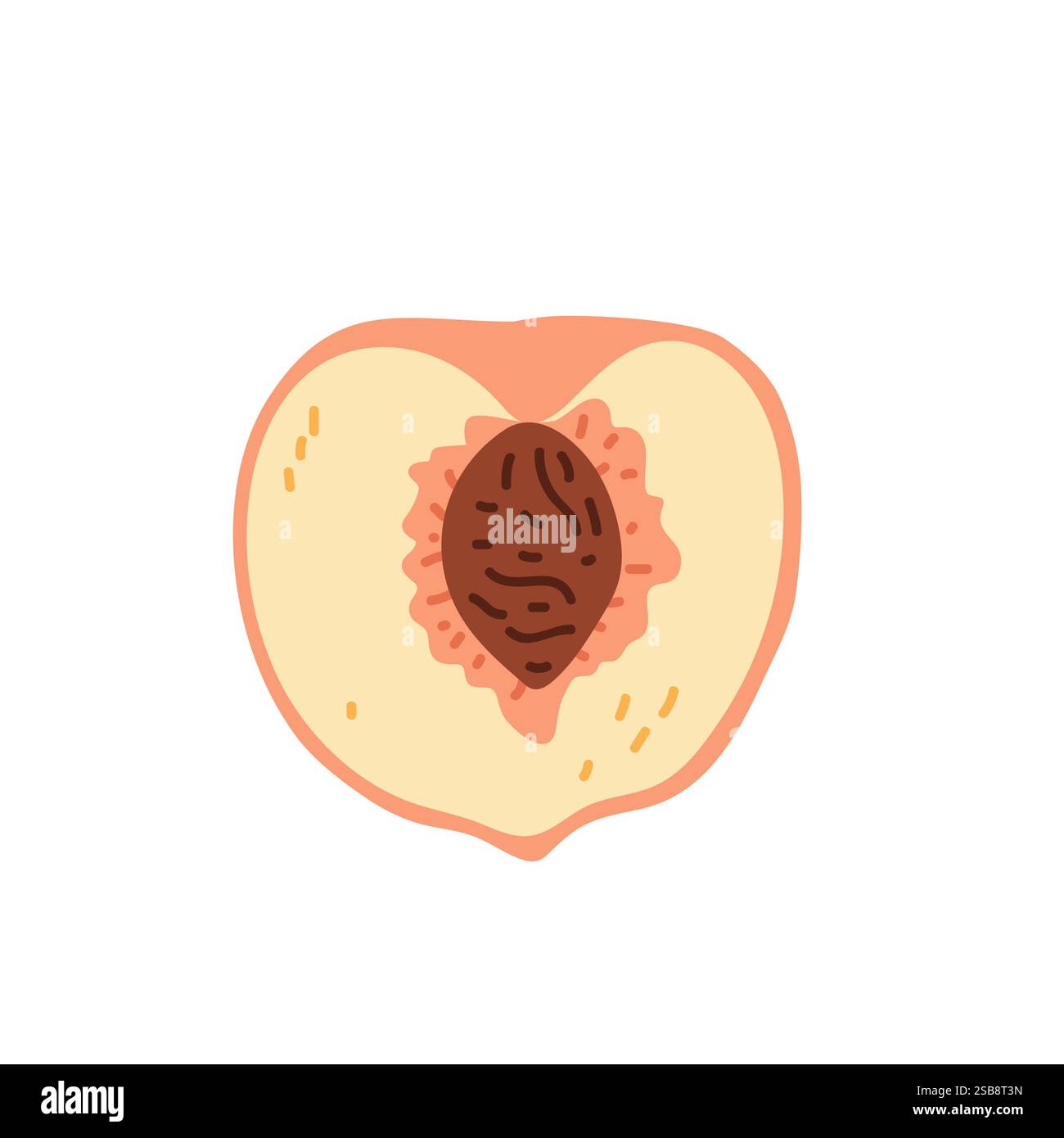 Sliced peach showing its juicy flesh and central pit against a plain ...