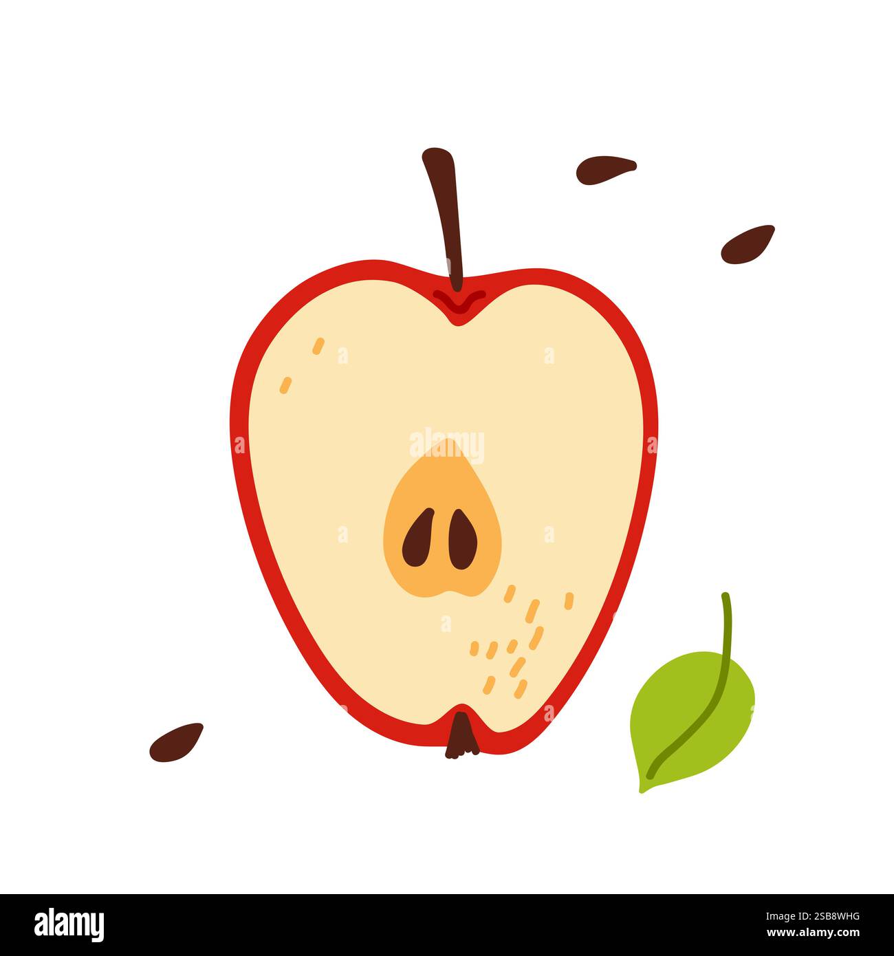 Sliced apple revealing the interior with distinct colors and features ...