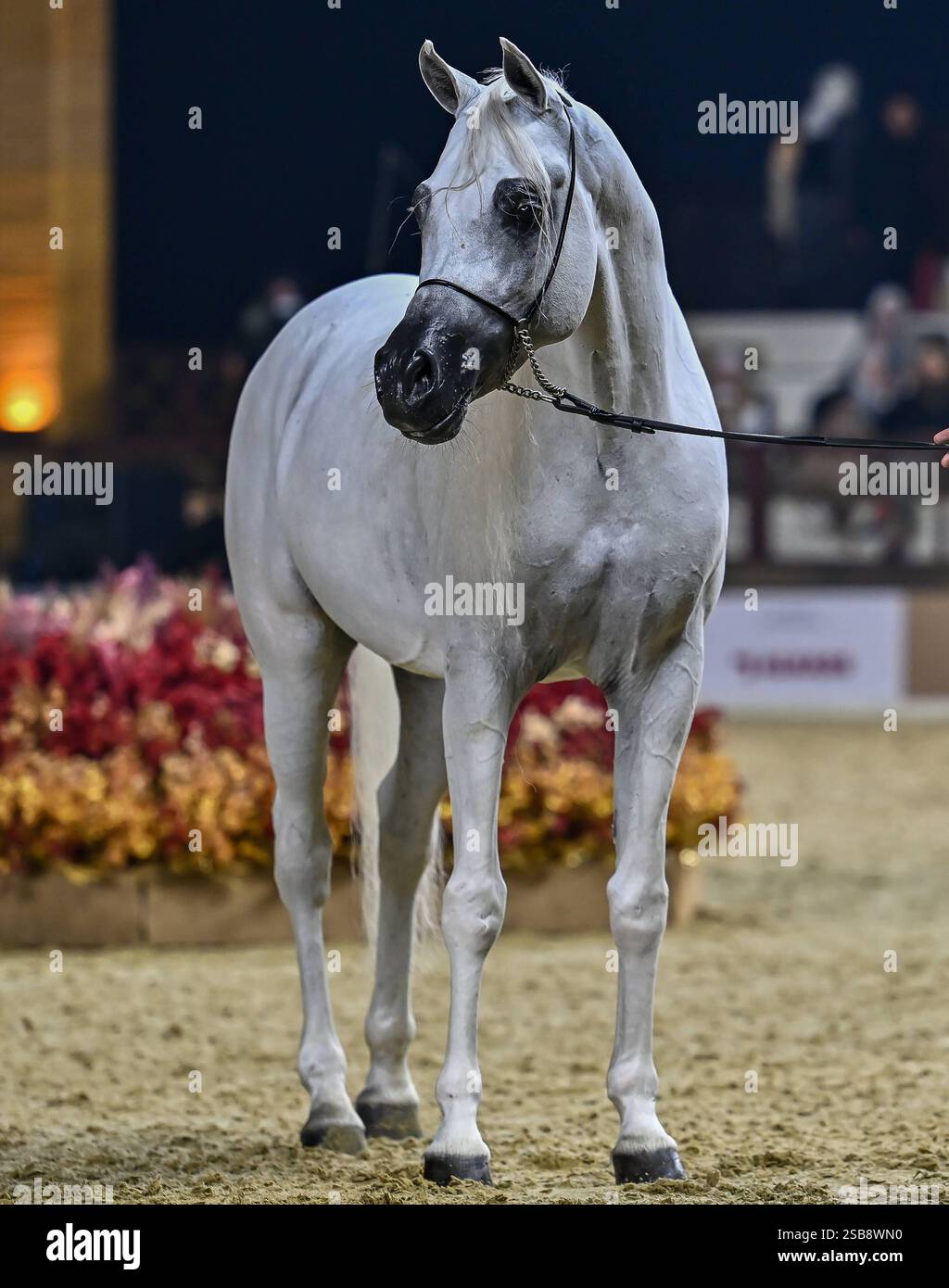 KATARA INTERNATIONAL ARABIAN HORSE FESTIVAL KIAHF 2025 Rb Suhail, Owned ...