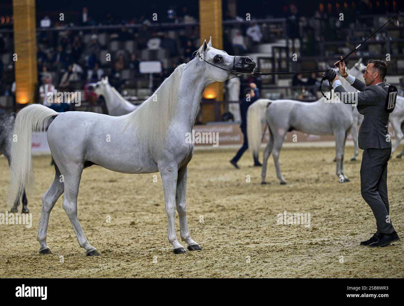 KATARA INTERNATIONAL ARABIAN HORSE FESTIVAL KIAHF 2025 Rb Suhail, Owned ...