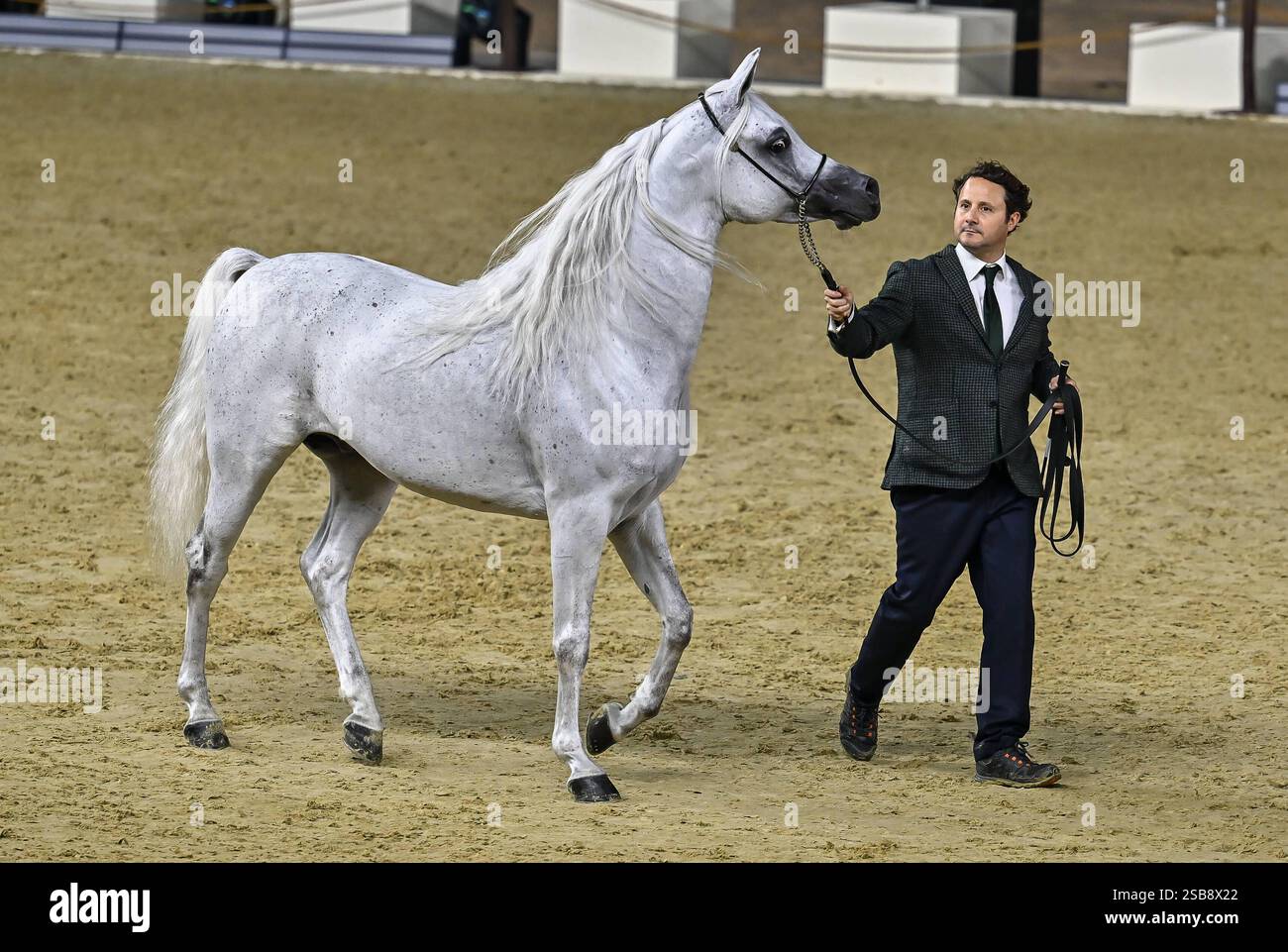 KATARA INTERNATIONAL ARABIAN HORSE FESTIVAL KIAHF 2025 Basheer Al Waab, Owned El Alya Stud of ...