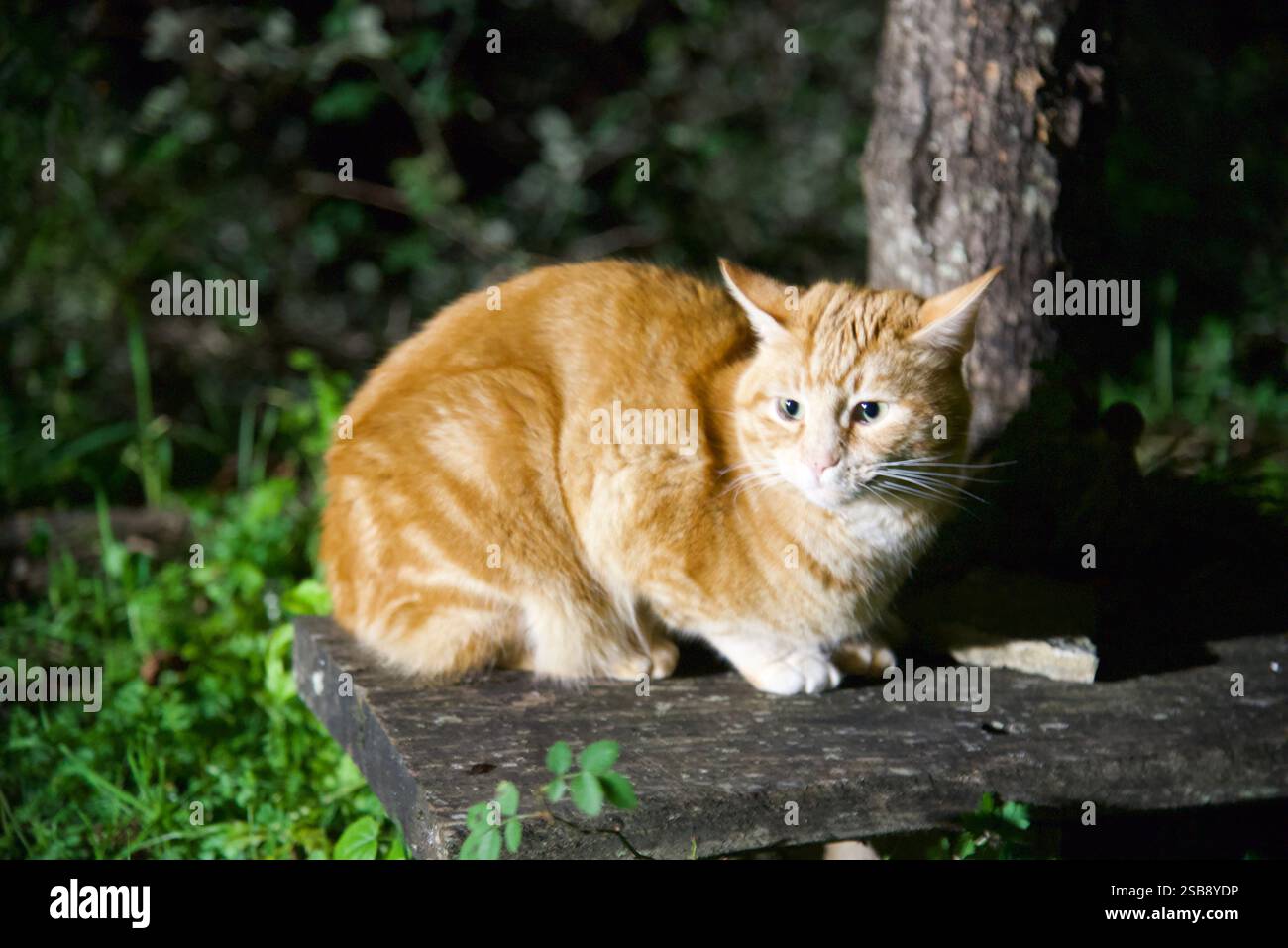 Original Ginger Tabby Cat Stock Photo - Alamy