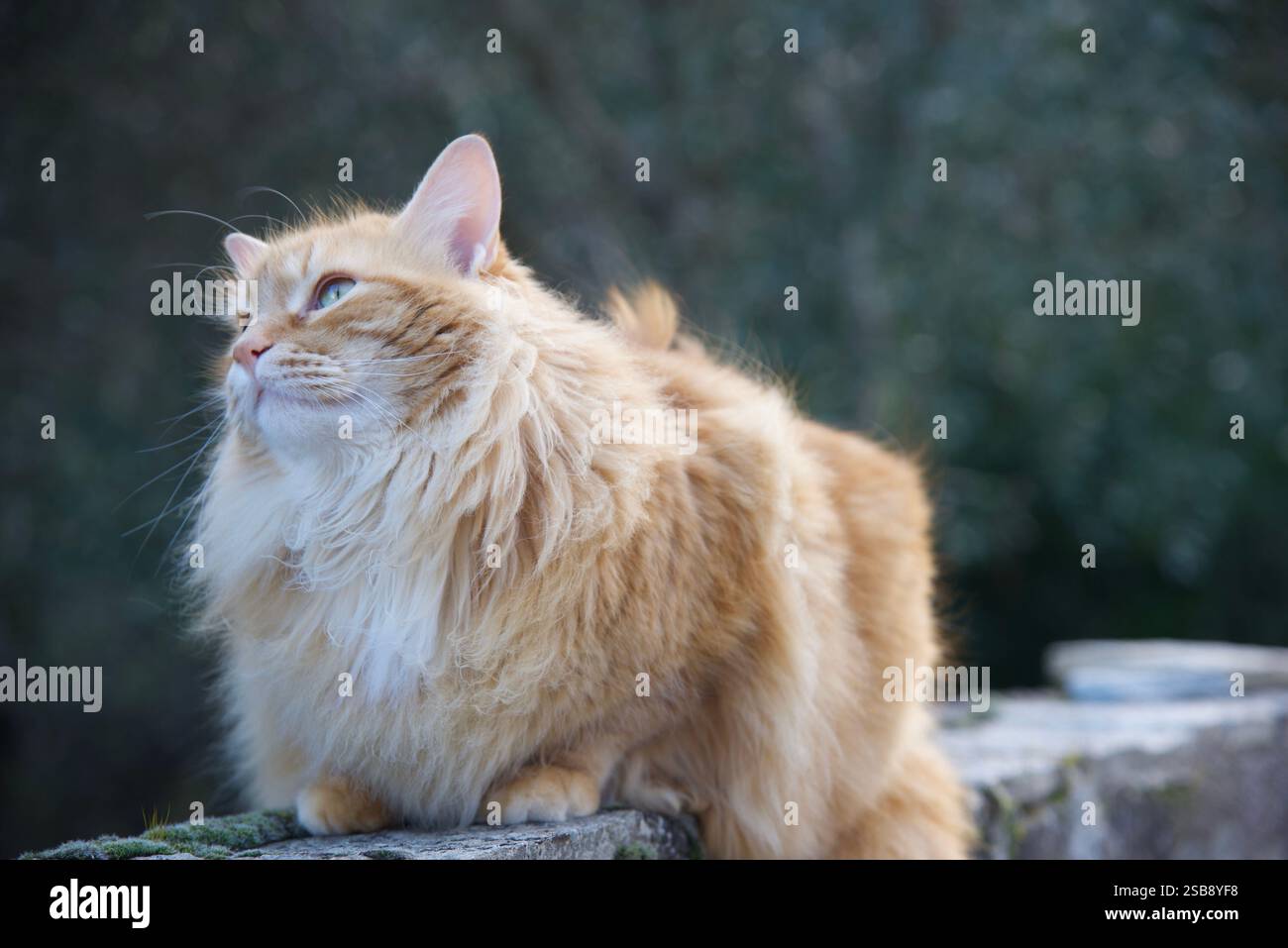 Original Ginger Tabby Cat Stock Photo - Alamy