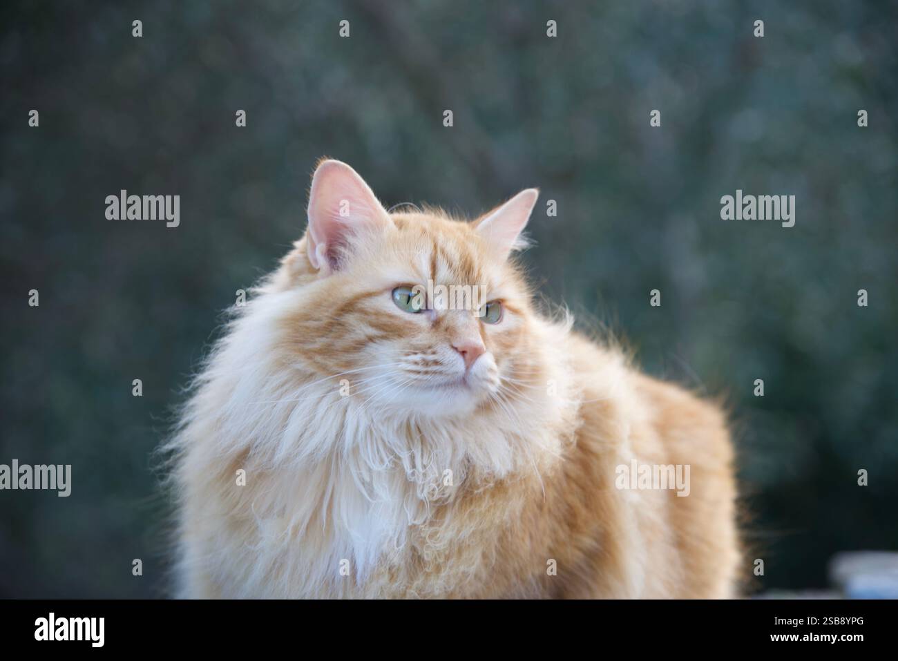 Original Ginger Tabby Cat Stock Photo - Alamy