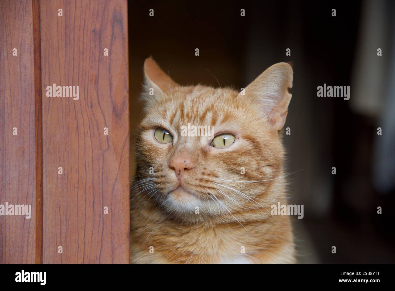 Original Ginger Tabby Cat Stock Photo - Alamy