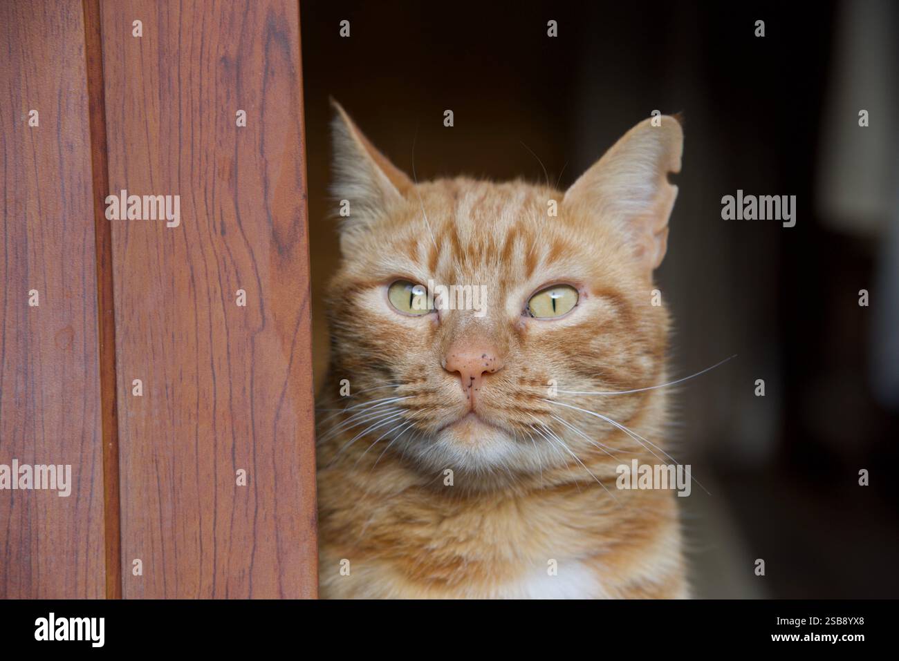 Original Ginger Tabby Cat Stock Photo - Alamy