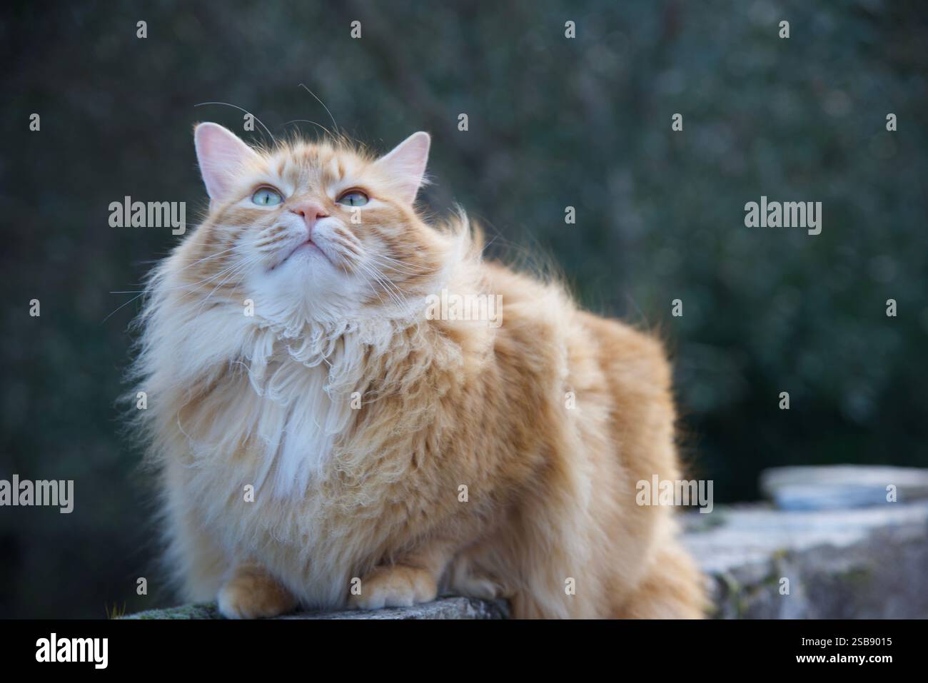 Original Ginger Tabby Cat Stock Photo - Alamy