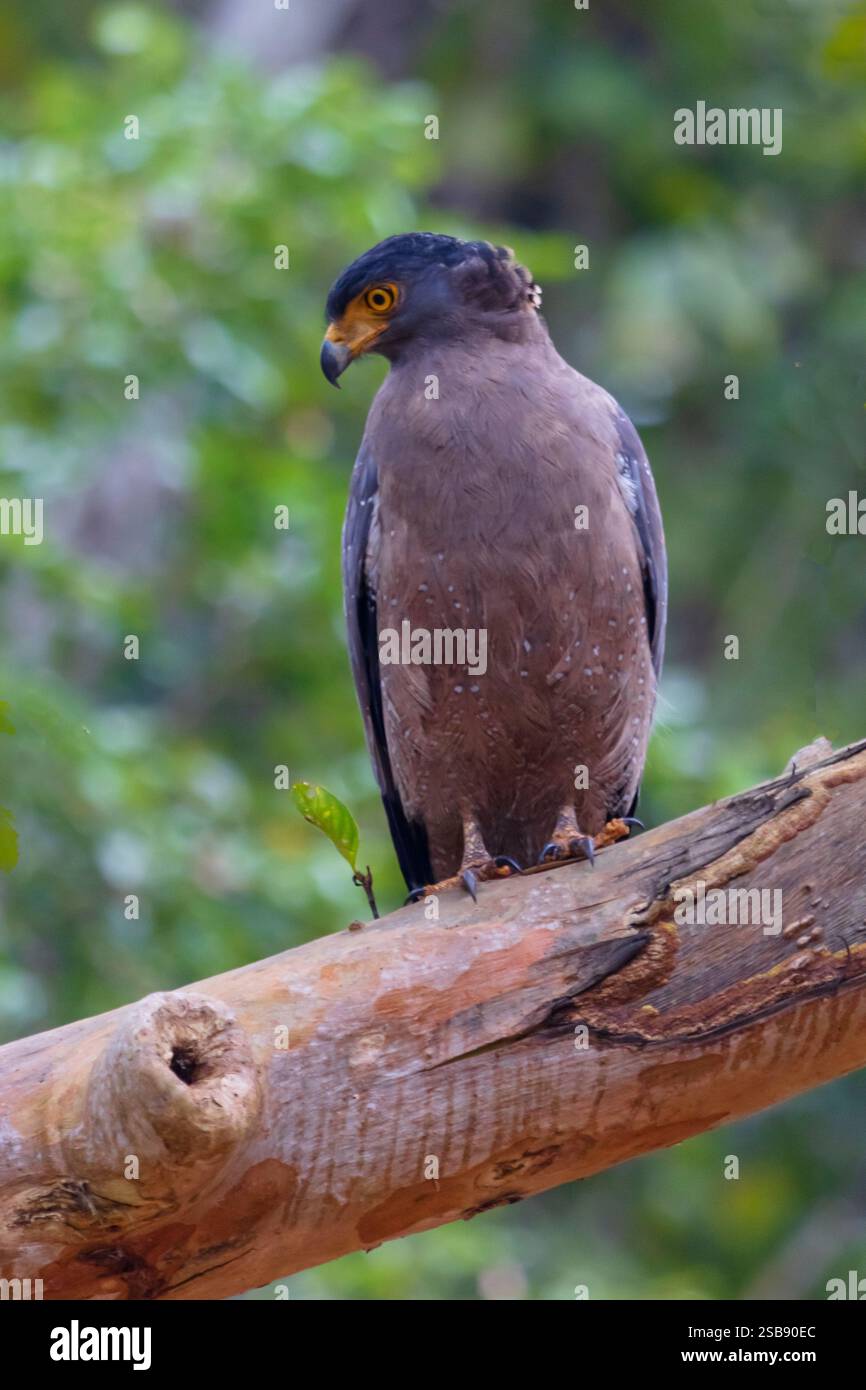 A Crested Serpent Eagle (Spilornis cheela) in Nagarhole NP, part of the ...