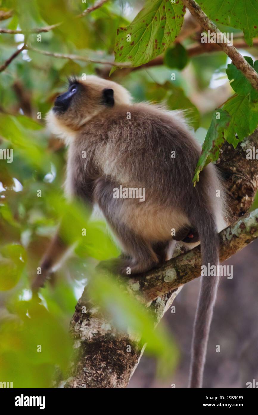Black-faced Vervet monkies (Chlorocebus pygerythrus) are common in ...