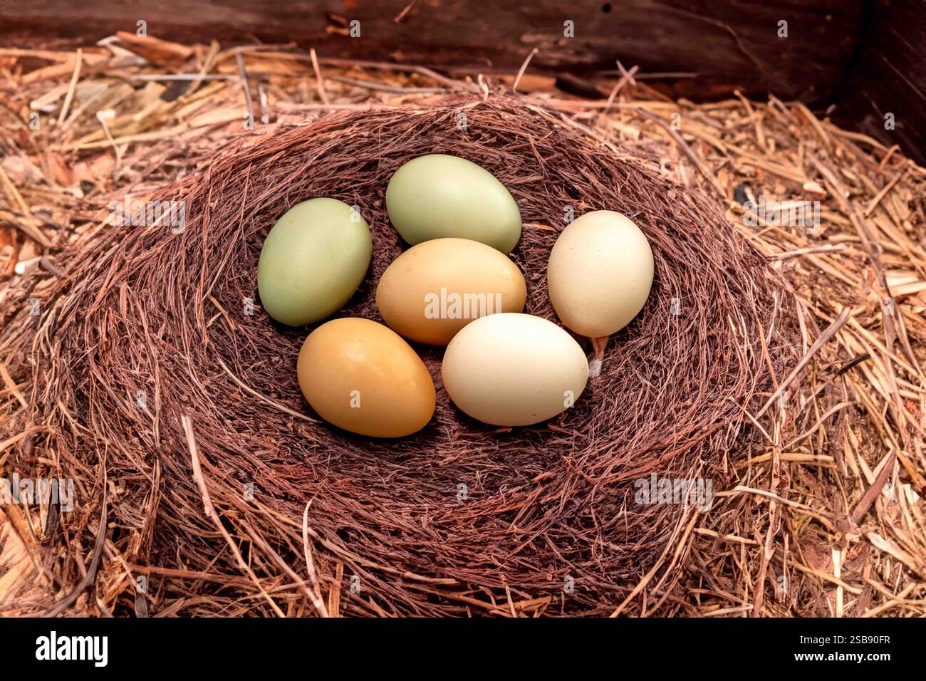 Straw nest with free-range chicken eggs Stock Photo - Alamy